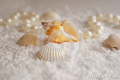 The Seashells And The Pearls Royalty Free Stock Image - Image: 8036216