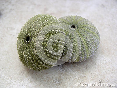 Seashells Of Sea Urchin Royalty Free Stock Images - Image: 3598819