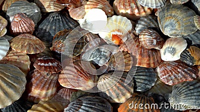 Seashells Top View. Shell Close-up. Ocean Coast Stock Footage - Video ...