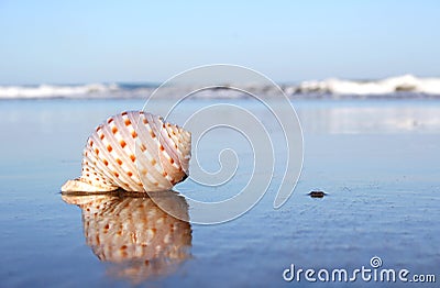 Seashore Seashell Royalty Free Stock Photo - Image: 378005