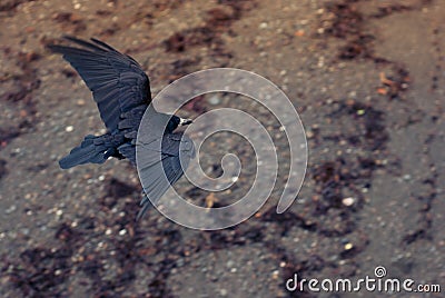 4,601 Flying Raven Photos - Free & Royalty-Free Stock Photos from ...