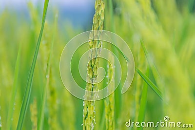 The Season Of The Grain, Reproductive Stage Of Green Paddy Rice Field ...