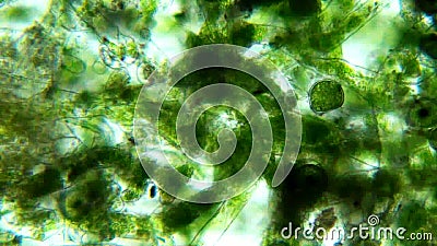 Seaweed stock footage. Video of growing, algal, cellular - 36271707