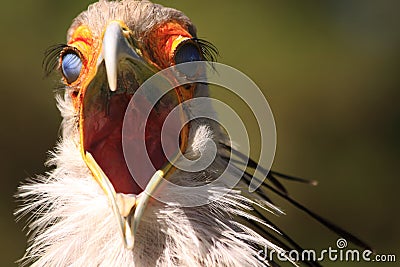 Secretary Bird With Scary Face Stock Images - Image: 18399524