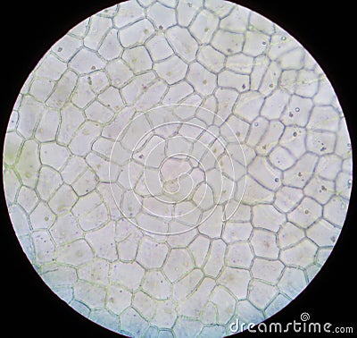 Cork cells stock image. Image of biology, microscope - 171241239