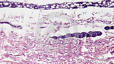 Section of Human Simple Squamous Epithelium Filmed Under Microscope ...