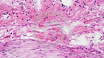 Section of Human Transitional Epithelium Filmed Under Microscope with ...