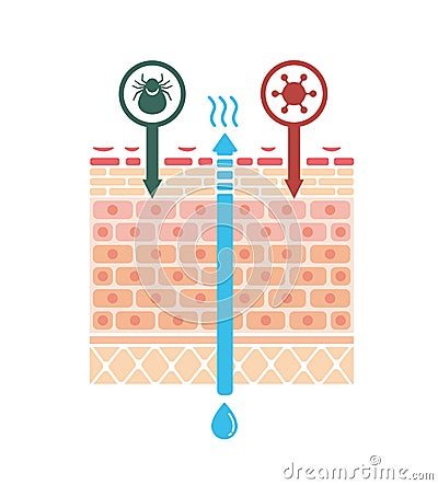Sectional View Of Atopic Dermatitis / Vector Illustration No Text ...