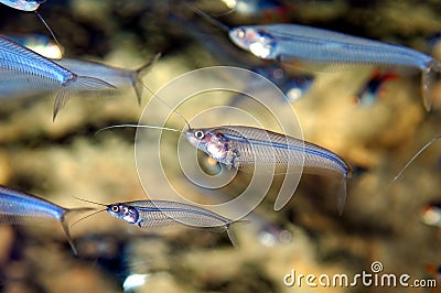 See-through Fish Royalty Free Stock Photos - Image: 2311468
