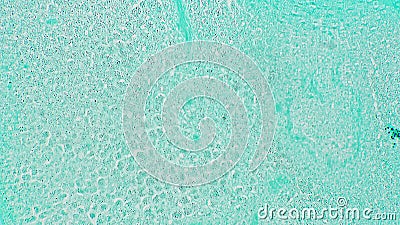 Seed of Zea Mays in Longitudibak Section Filmed in Lab Under Microscope ...