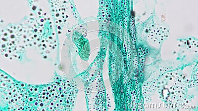 Seed of Zea Mays in Longitudinal Section Under Microscope 400x Against ...