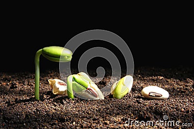 Seedling Growth From Seed Stock Image - Image: 34180491