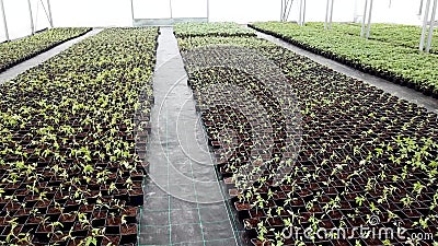 Seedling Nursery, Young Plants Growing in a Greenhouse Stock Footage ...