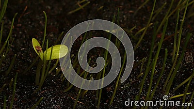 Seedling Timelapse stock footage. Video of motion, alive - 41053996
