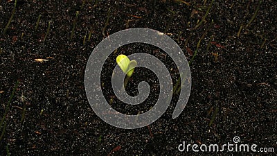 Seedling Timelapse stock footage. Video of motion, alive - 41053996
