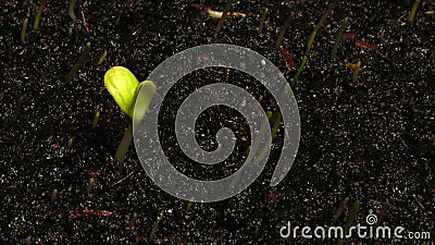 Seedling Timelapse stock footage. Video of motion, alive - 41053996