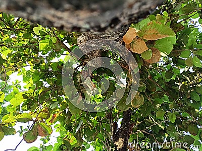 Seen From Under The Tree Trunk, A Beautiful View Appears, There Are ...