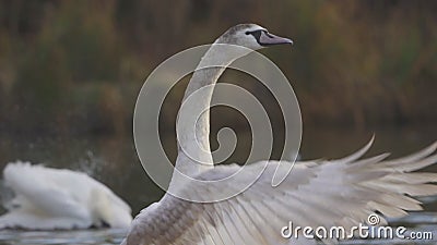 Selective Focus Shot of Swan Birds Flapping Their Wings Elegantly on a ...