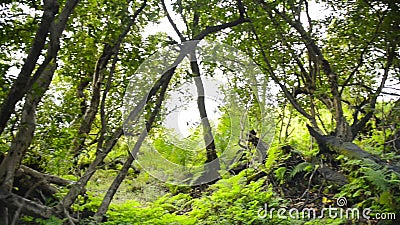 Selva africana filme. Vídeo de footage, selva, crescimento - 61797666