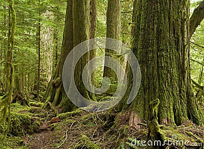 Selva Tropical Occidental Del Cedro Rojo Fotos de archivo - Imagen: 7197013