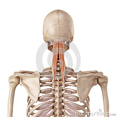 The Semispinalis Capitis Stock Illustration - Image: 56287422
