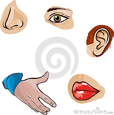 Cartoon Sensory Organs. Senses Organs, Eyes Vision, Nose Smell, Tongue ...