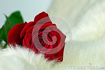 Sensual Rose Stock Photo - Image: 10962130