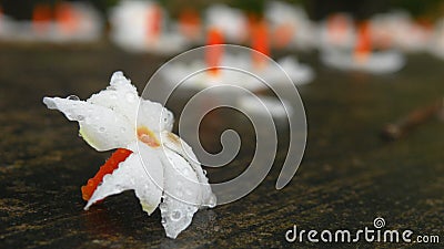 Sepalika Flower Stock Photo - Image: 15062800