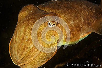 Sepia Officinalis - Cuttle Fish Royalty Free Stock Photography - Image ...