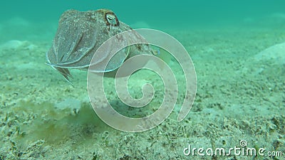Sepia Pharaonis. Mollusks, Type of Mollusk. Head-footed Mollusks ...