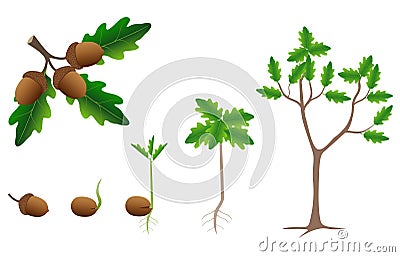 Sequence Of A Oak Tree Growing Isolated On White. Cartoon Vector ...