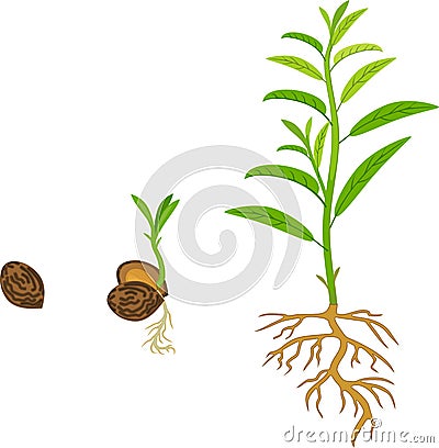 Sequential Stages Of Peach Seed Germination Vector Illustration ...