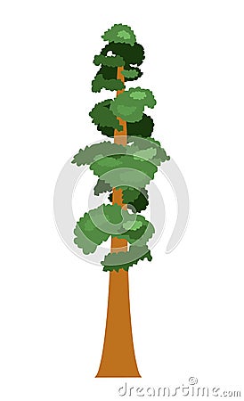 Sequoia. Isolated Tree On A White Background Cartoon Vector ...