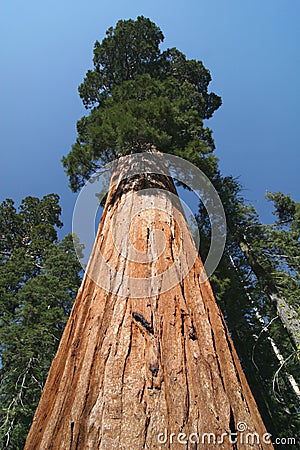 Sequoia Sempervirens Stock Photo - Image: 5367210