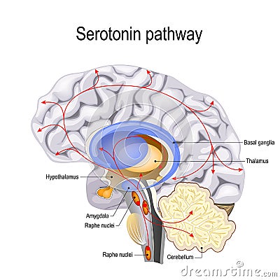 Serotonin Pathway. Vector Diagram | CartoonDealer.com #117778752