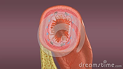 Serous membrane or Serosa stock footage. Video of anatomical - 49900630