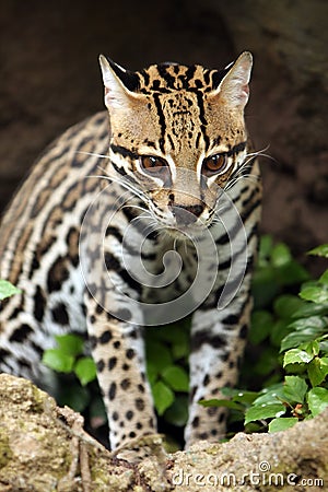 Serval Stock Images - Image: 6935194