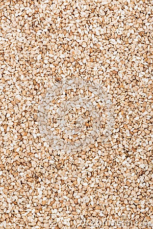 Sesame Texture Stock Photo | CartoonDealer.com #42409248