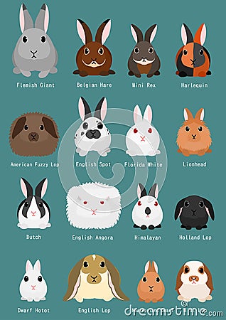 Rabbits Breeds Chart Vector Illustration | CartoonDealer.com #111212194