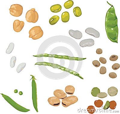 Set Of Different Legumes Cartoon Vector | CartoonDealer.com #45235209