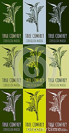 Set Of Drawing Of True Comfrey In Various Colors. Hand Drawn ...
