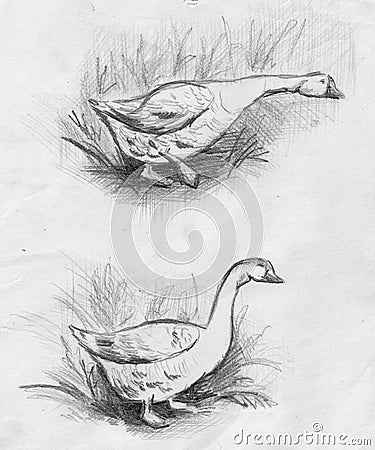 Set Goose Hand Painted Illustration . Pencil Drawing Royalty-Free Stock ...