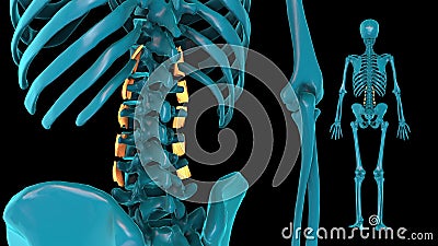 Set of Lateral Lumbar Intertransversarius Muscles - 3D Model Stock ...