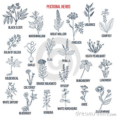 Set Of Pectoral Herbs Cartoon Vector | CartoonDealer.com #163707059