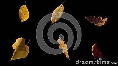 A Set of Spinning Autumn Yellow Leaves with Alpha Stock Video - Video ...