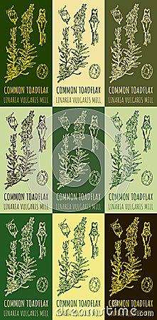 Set Of Vector Drawing Of COMMON TOADFLAX In Various Colors. Hand Drawn ...