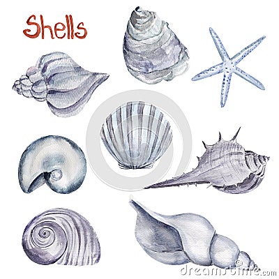 Set Of Watercolor Elements Of Seashells Of Different Shapes Stock ...