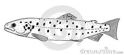Sevan Trout. Hand Drawn Realistic Black Line Illustration. Cartoon ...
