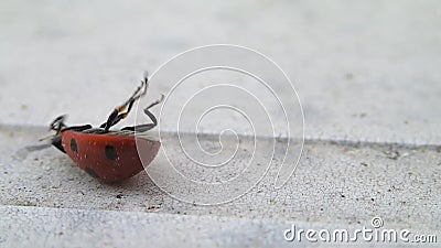 Seven Dots Ladybug Turning on Its Legs Stock Video - Video of ladybird ...