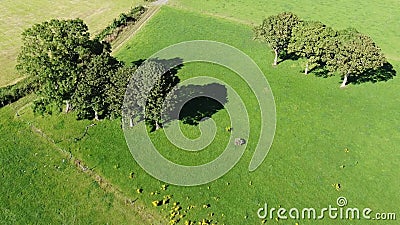 Several Trees in a Green Field, Top View. Landscape Stock Video - Video ...